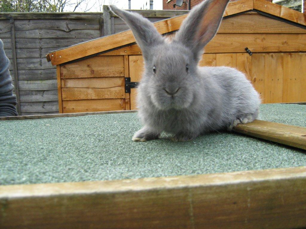 Skipp's Stud - Breeders of Continental Giant Rabbits & French Lops